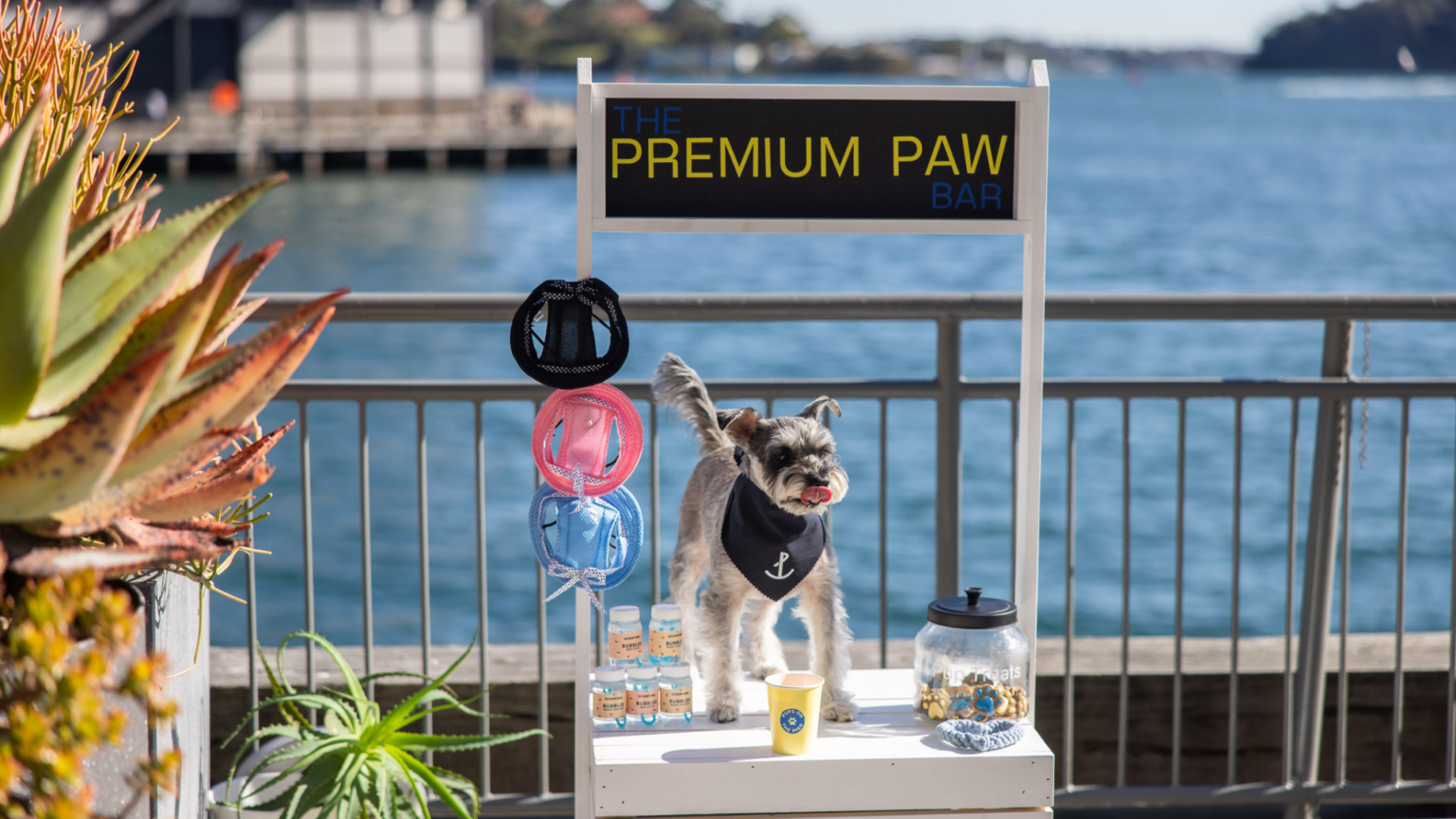 Pups on the Pier | Pier One Sydney Harbour
